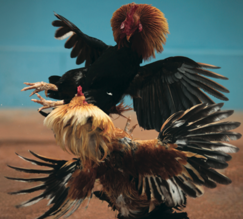 Chicken Fight » FLUX