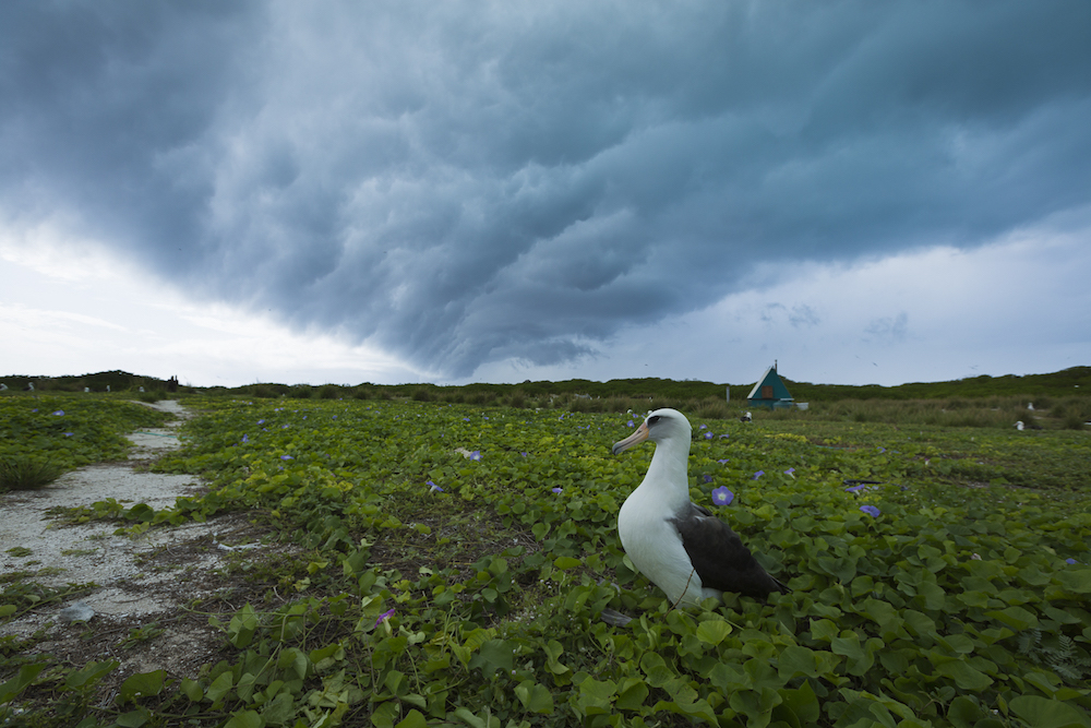 Restoring Kure » FLUX