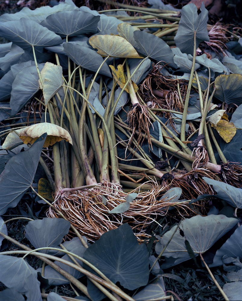 A Homesteading Collective Returns to its Roots in Rural Maui » FLUX