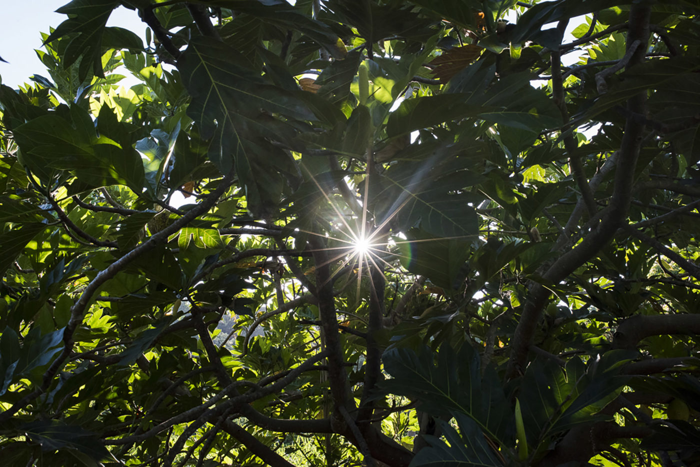 How ʻUlu Can Help Solve Hawaiʻi’s Food Problem » FLUX