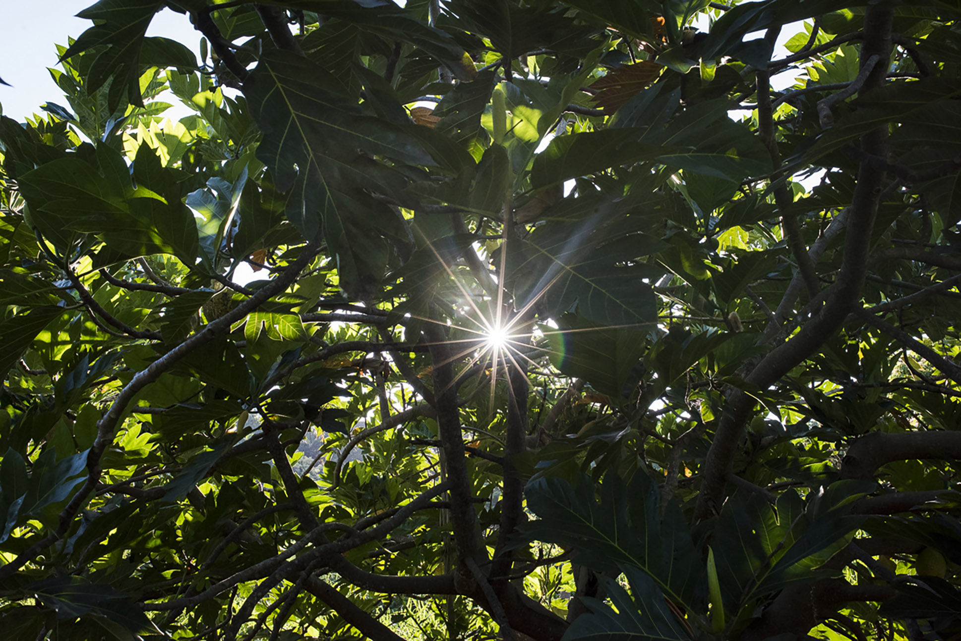 How ʻUlu Can Help Solve Hawaiʻi’s Food Problem » FLUX