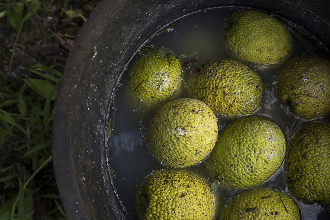 How ʻUlu Can Help Solve Hawaiʻi’s Food Problem » FLUX