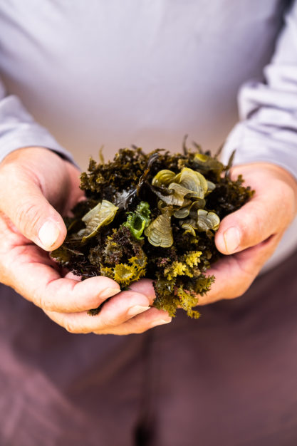 The Lure of Eating More Limu » FLUX