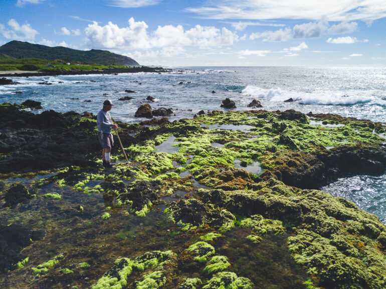 The Lure of Eating More Limu » FLUX