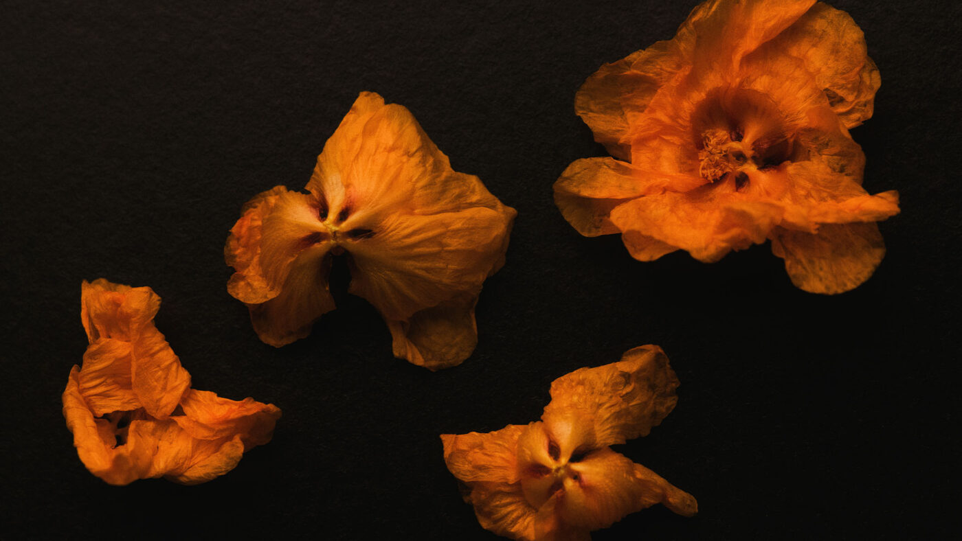 On the Resilience Found in ʻIlima’s Fleeting Blooms » FLUX